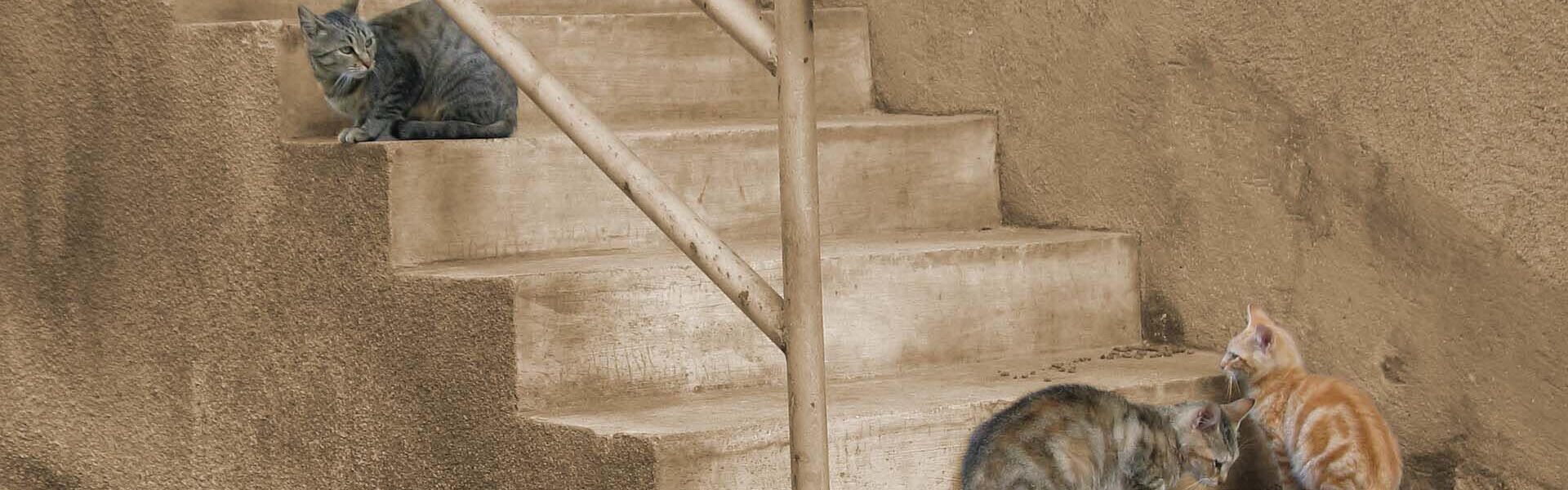 Escalatieladder van Glasl en conflicthantering, hoe zit dat?